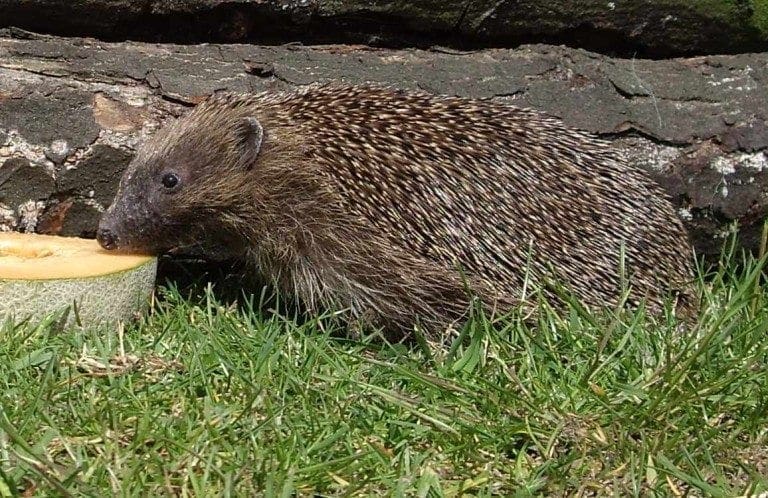 Timeline | Freshfields Animal Rescue