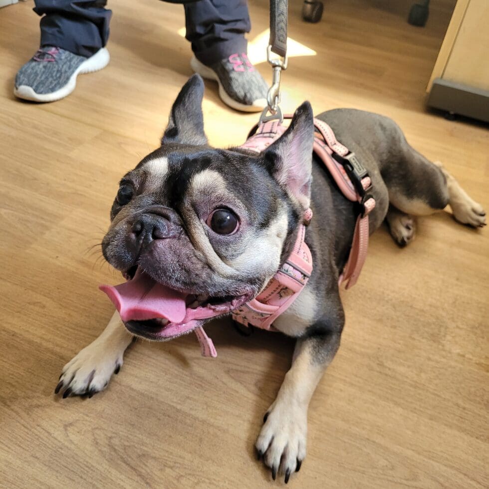 Raya | Freshfields Animal Rescue