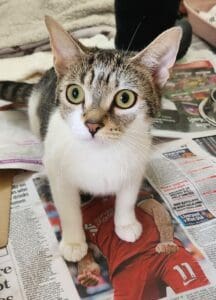 Our Residents | Freshfields Animal Rescue