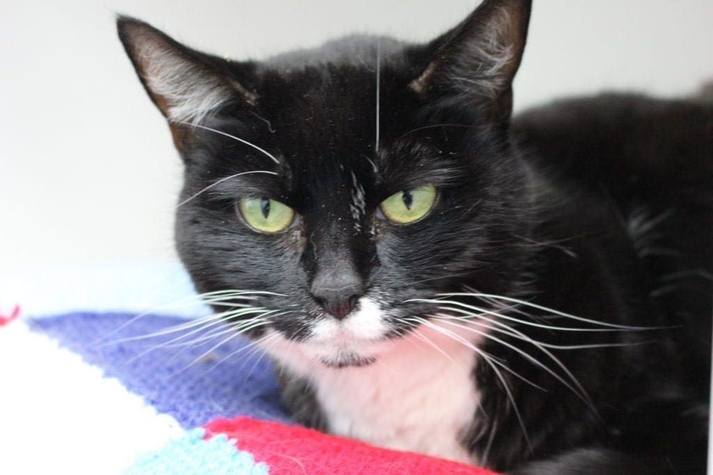 The Animals | Freshfields Animal Rescue