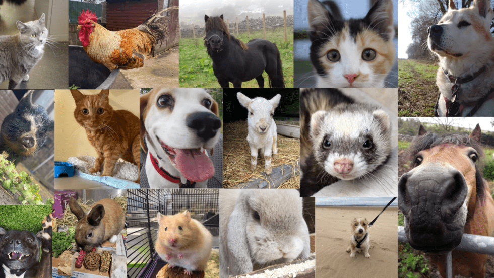 How to Adopt an Animal | Freshfields Animal Rescue