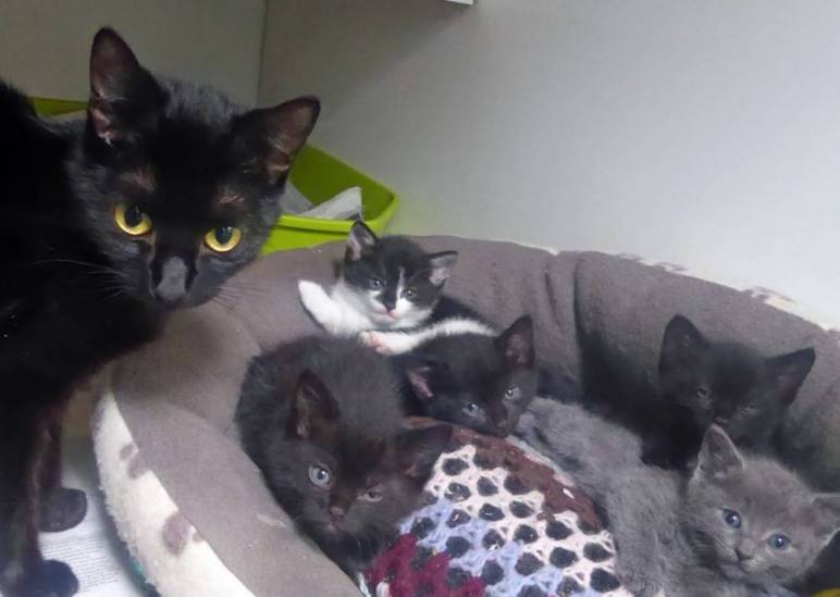 Cats and kittens everywhere. | Freshfields Animal Rescue