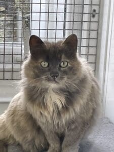 Our Residents | Freshfields Animal Rescue