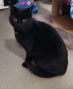 Our Residents | Freshfields Animal Rescue