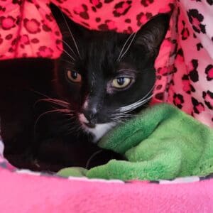 Our Residents | Freshfields Animal Rescue