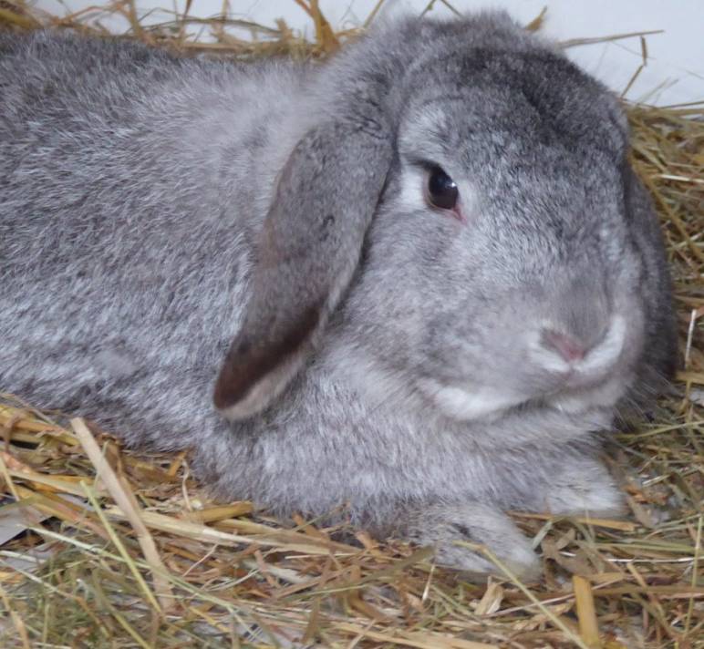 A new Home for Cody and for Blue the Bunny | Freshfields Animal Rescue