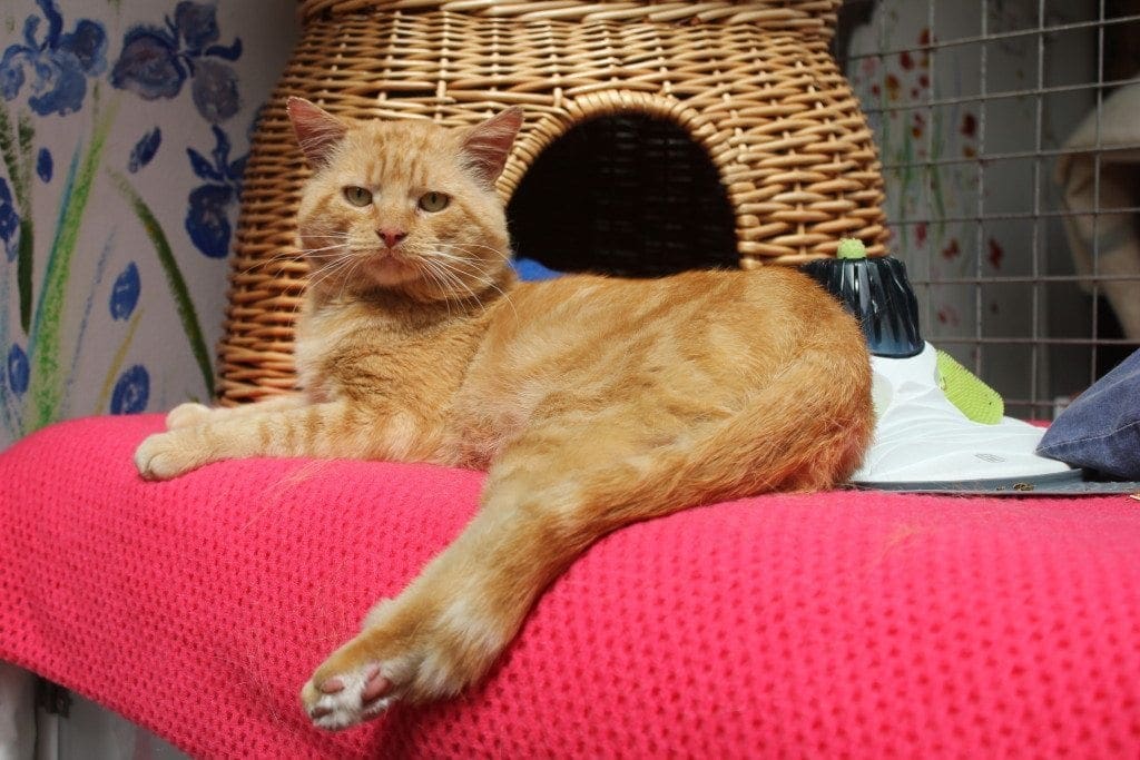 Freshfields Liverpool | Freshfields Animal Rescue