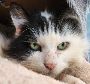 Our Residents | Freshfields Animal Rescue