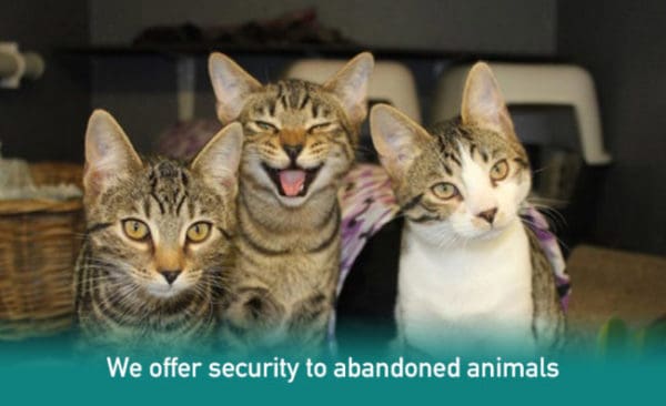 Freshfields Animal Rescue