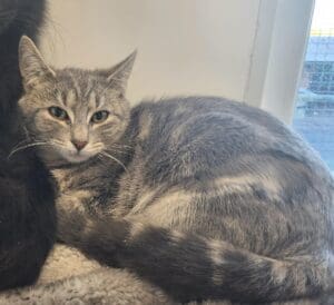 Our Residents | Freshfields Animal Rescue