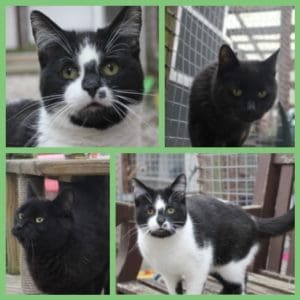 Our Residents | Freshfields Animal Rescue