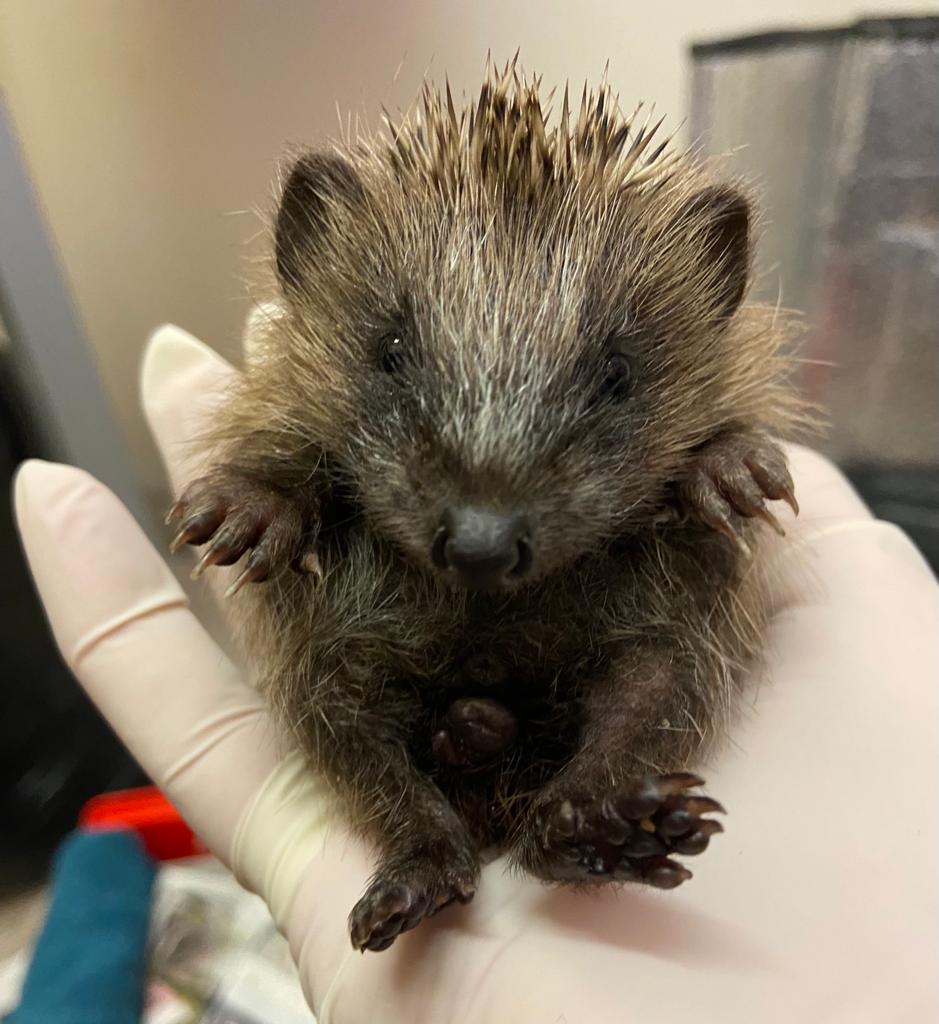 Vacancies | Freshfields Animal Rescue