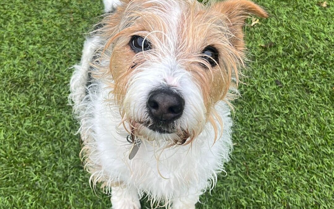 Jackson | Freshfields Animal Rescue