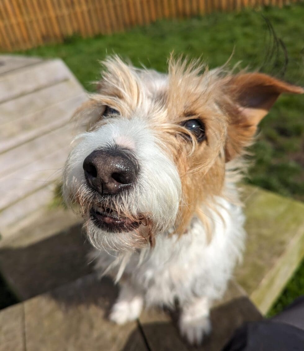 Freshfields Liverpool | Freshfields Animal Rescue