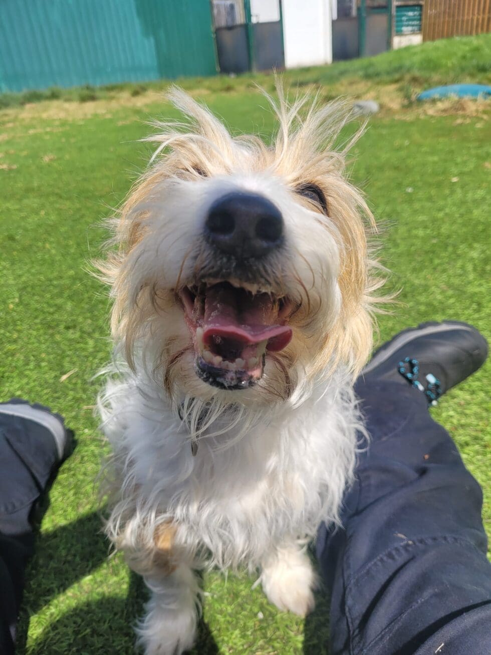 Jackson | Freshfields Animal Rescue