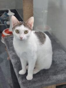 Our Residents | Freshfields Animal Rescue