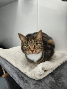 Our Residents | Freshfields Animal Rescue