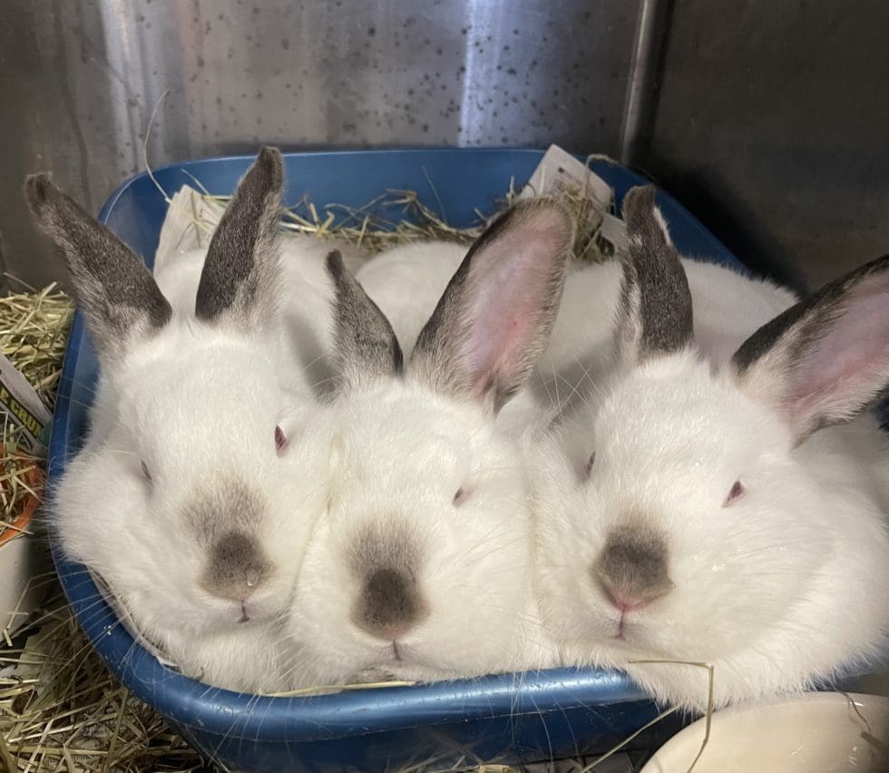 Freshfields Newsletter | Freshfields Animal Rescue