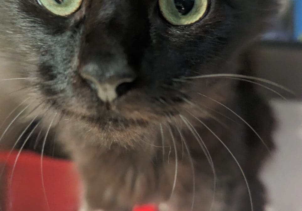 Cats | Freshfields Animal Rescue