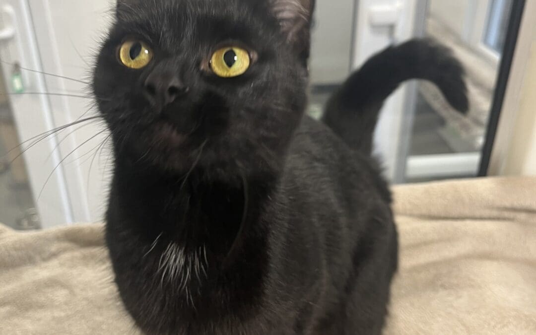 Luna | Freshfields Animal Rescue