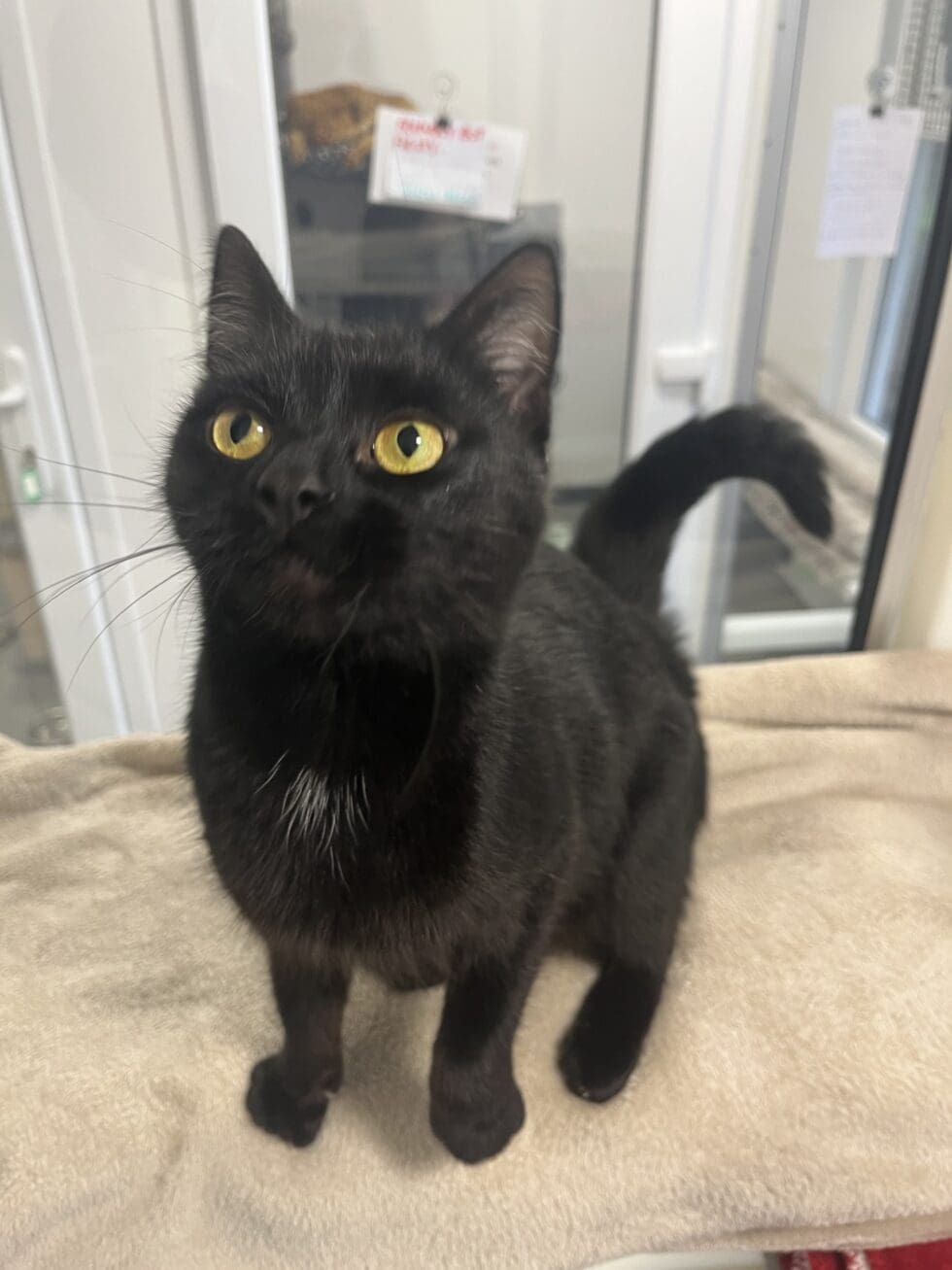 Luna | Freshfields Animal Rescue