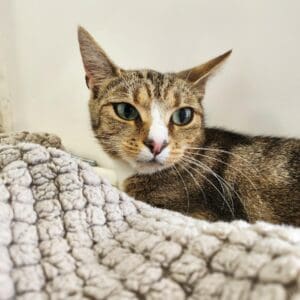 Our Residents | Freshfields Animal Rescue