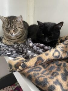 Our Residents | Freshfields Animal Rescue