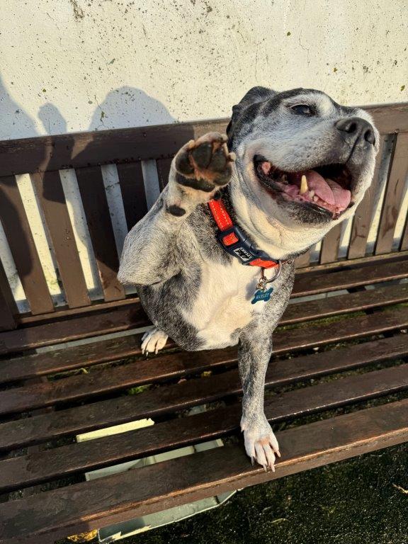 Freshfields Animal Rescue