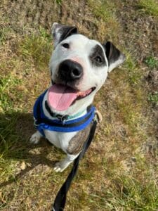 Our Residents | Freshfields Animal Rescue