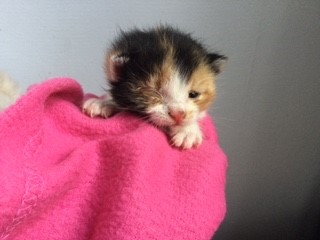 Meep the kitten | Freshfields Animal Rescue