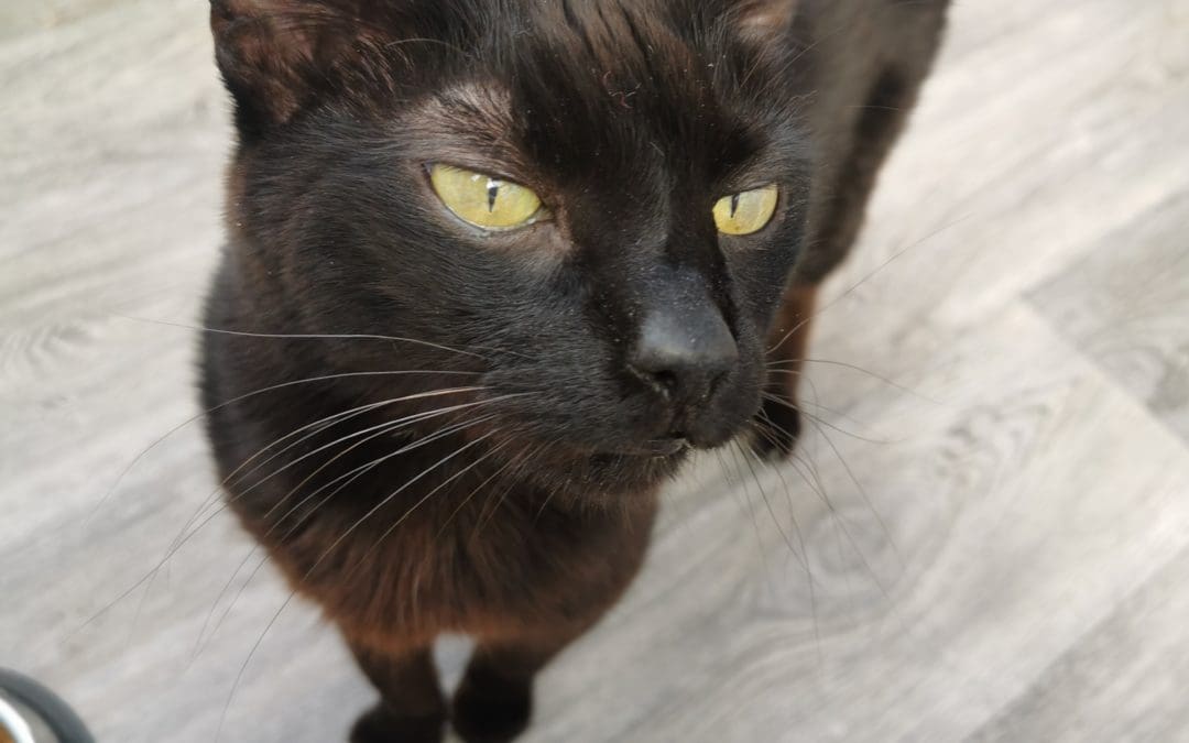 Cats | Freshfields Animal Rescue