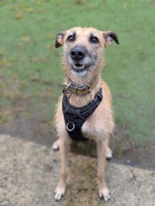 Our Residents | Freshfields Animal Rescue