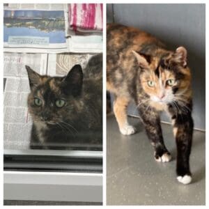 Our Residents | Freshfields Animal Rescue