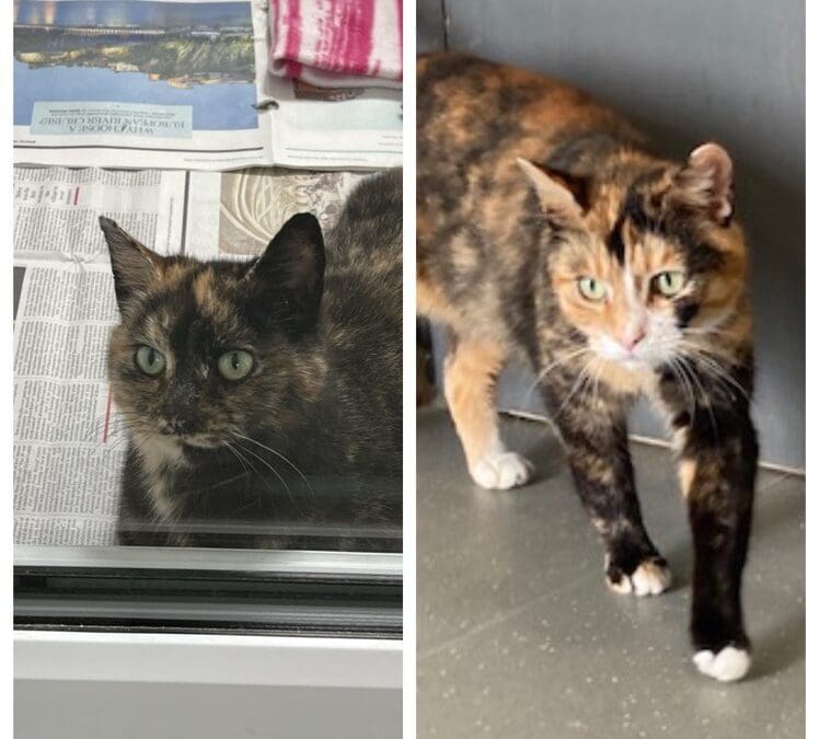 Cats | Freshfields Animal Rescue