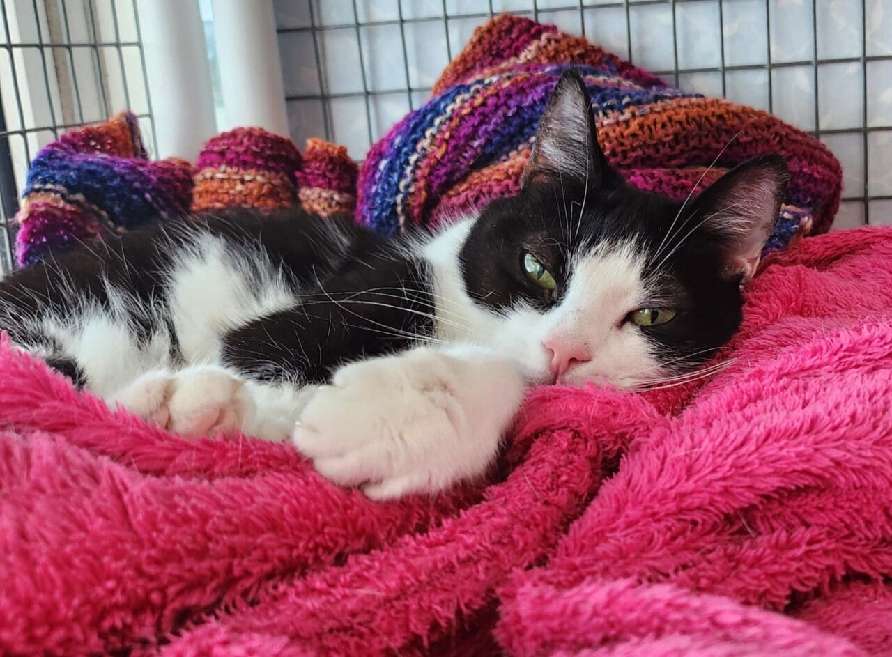 Freshfields Wales | Freshfields Animal Rescue