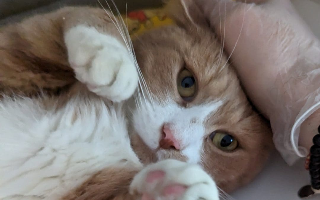 Cats | Freshfields Animal Rescue