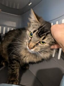 Our Residents | Freshfields Animal Rescue