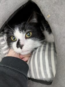 Our Residents | Freshfields Animal Rescue