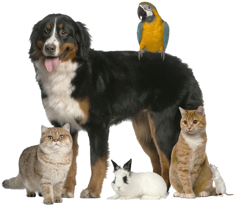 Lost & Found Pets | Freshfields Animal Rescue