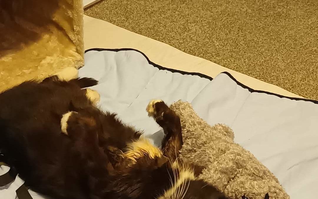 Cats | Freshfields Animal Rescue