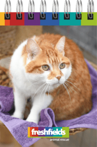 Cats | Freshfields Animal Rescue