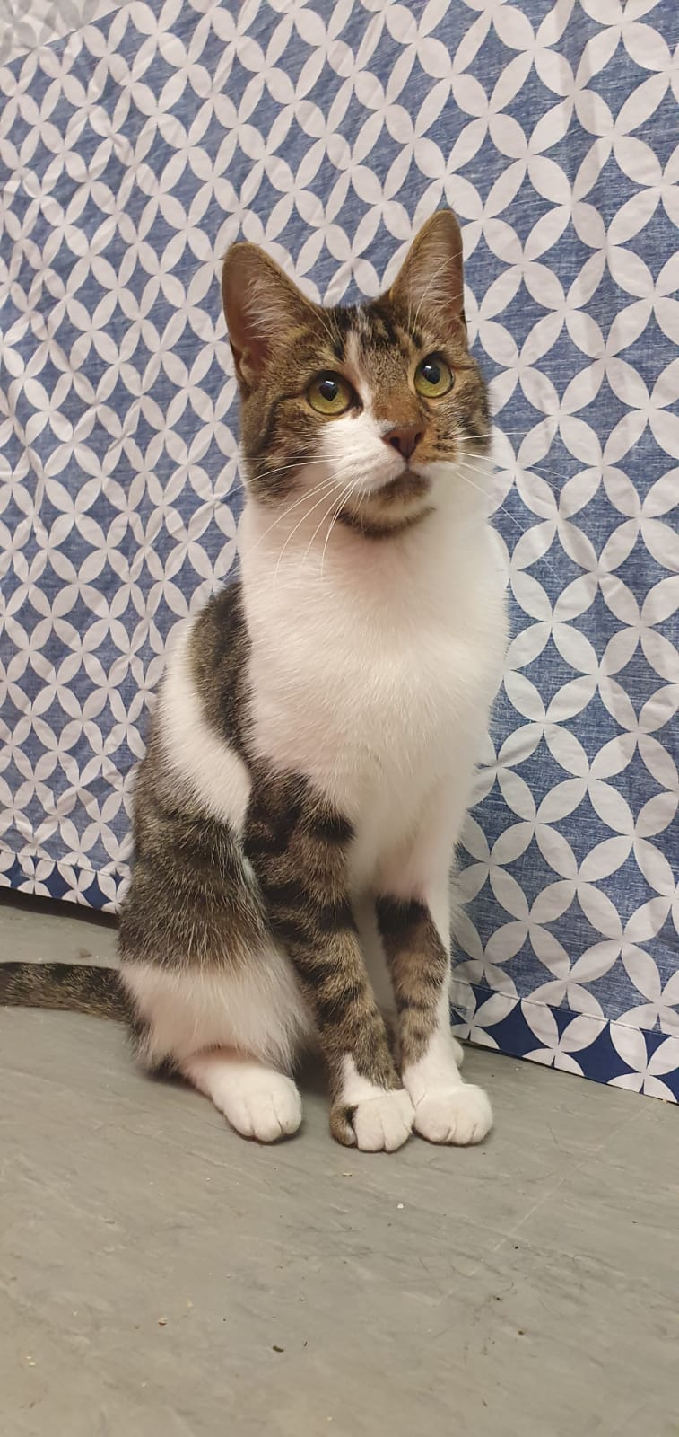 What Breed Is Ldshadowladys Dog