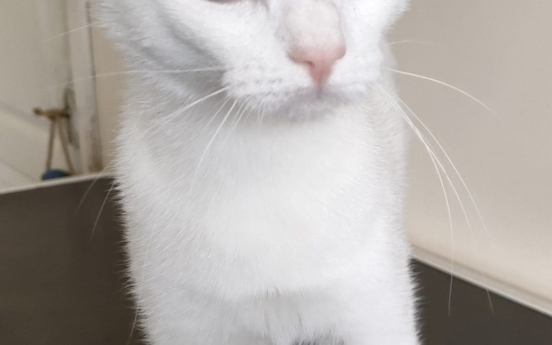 Cats | Freshfields Animal Rescue