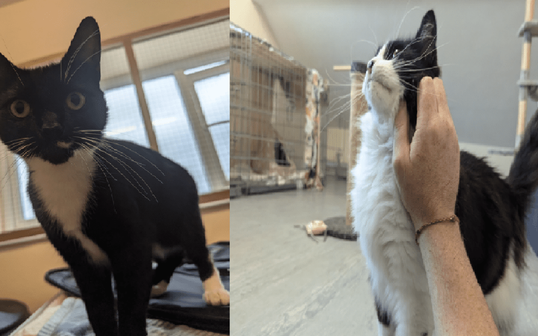 Cats | Freshfields Animal Rescue