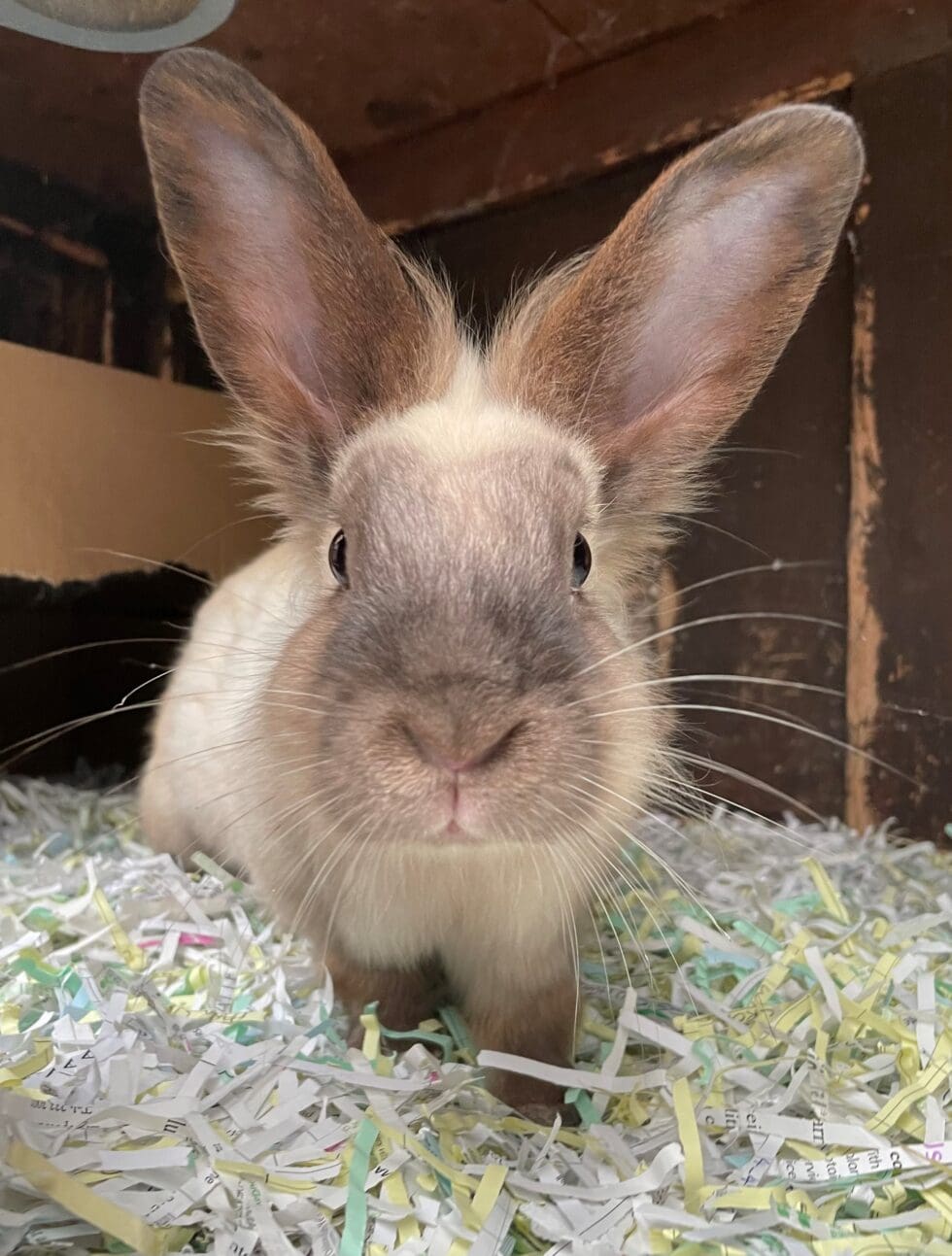 Freshfields Newsletter | Freshfields Animal Rescue