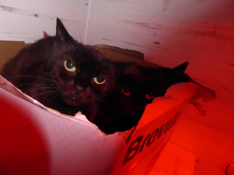 A Facebook Appeal is Successsful. | Freshfields Animal Rescue