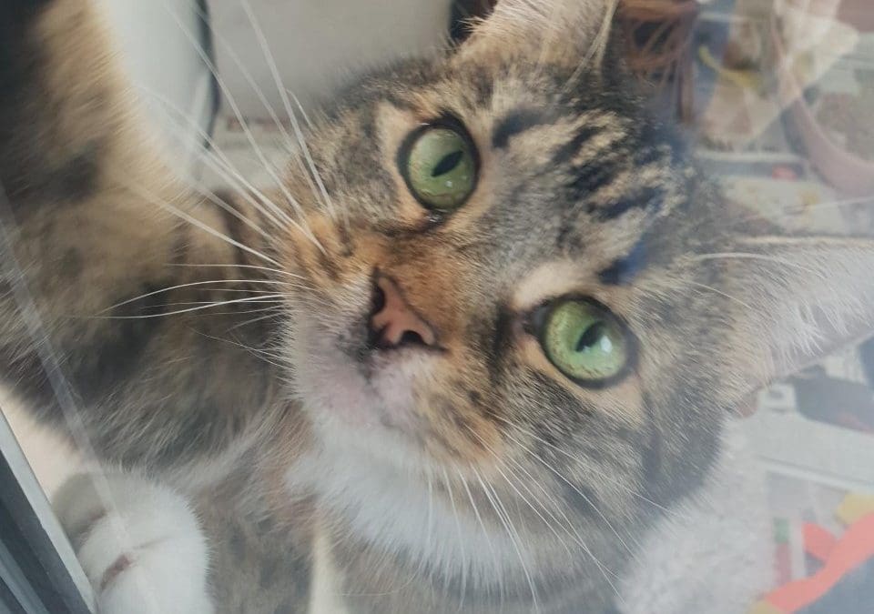 Cats | Freshfields Animal Rescue