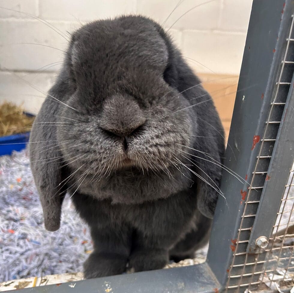 Flo | Freshfields Animal Rescue