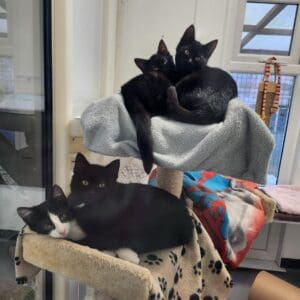 Our Residents | Freshfields Animal Rescue