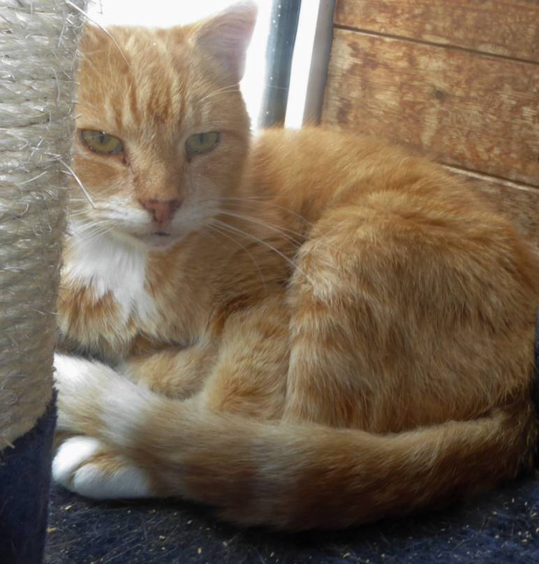 A very old cat is abandoned. | Freshfields Animal Rescue